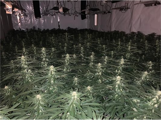 UK: Cambridgeshire Plod Bust Weed Farm | Cannabis Law Report